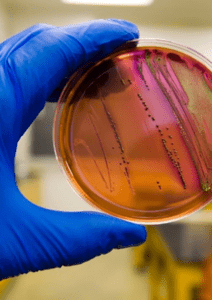 Coliformes Totais e Escherichia coli - Promatec